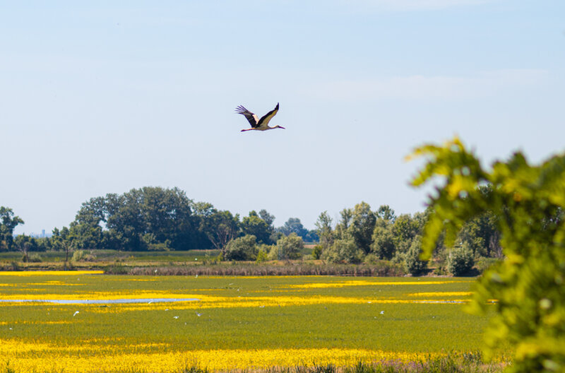 Vila Siesta | Weekendica